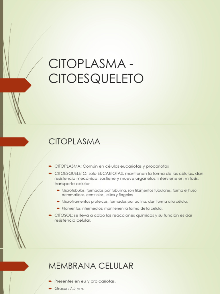Odonto-Citoplasma - Citoesqueleto | PDF | Biología Celular) | Citoplasma