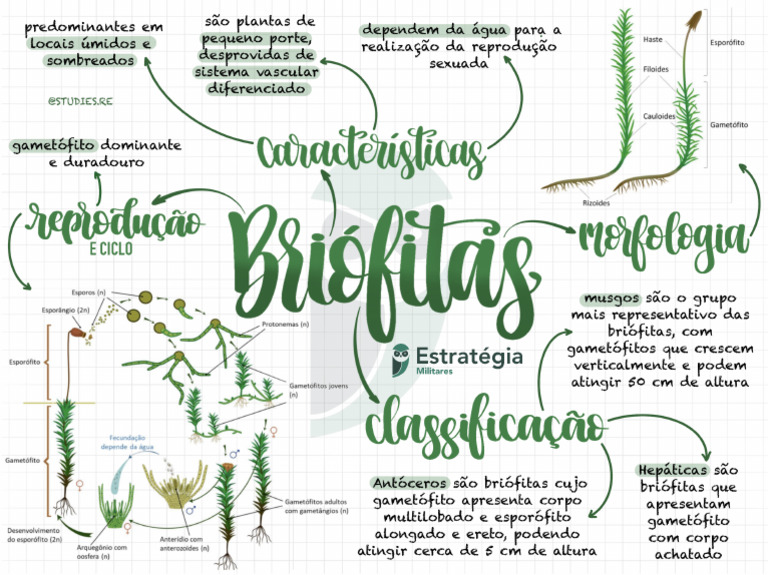 Briófitas_EM (2) | PDF