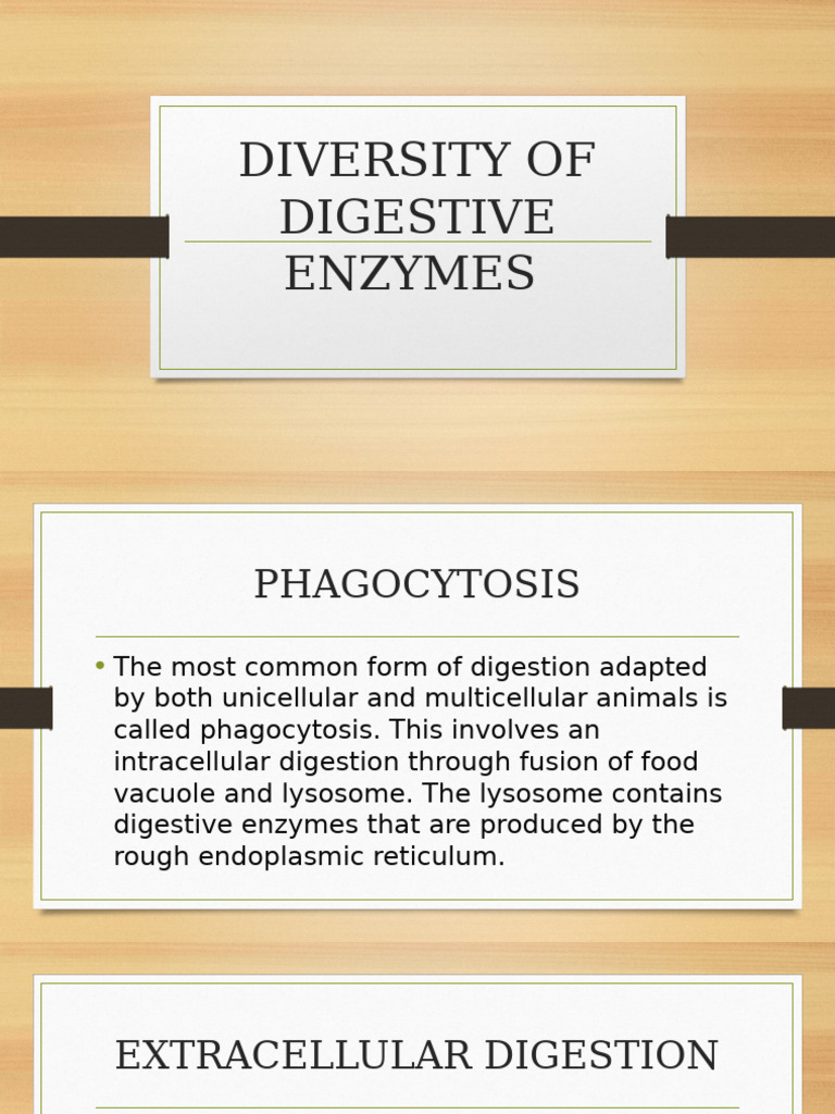 Digestive Enzymes and Gas Exchange in Animals | PDF | Digestion | Tooth