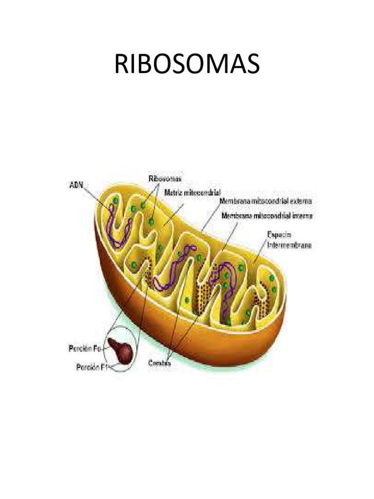RIBOSOMAS | PDF