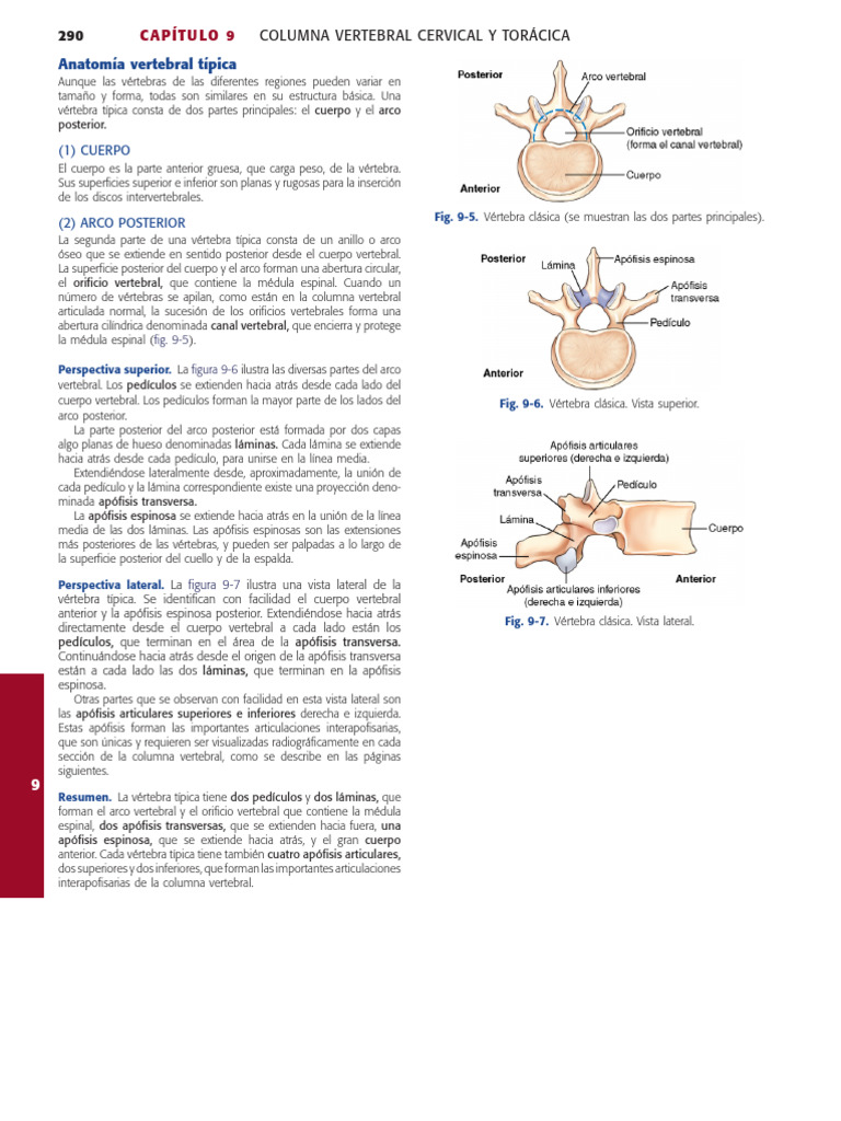Anatomía de la Columna Vertebral | PDF | Vértebra | La columna vertebral