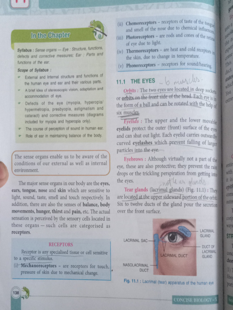 Eye | PDF