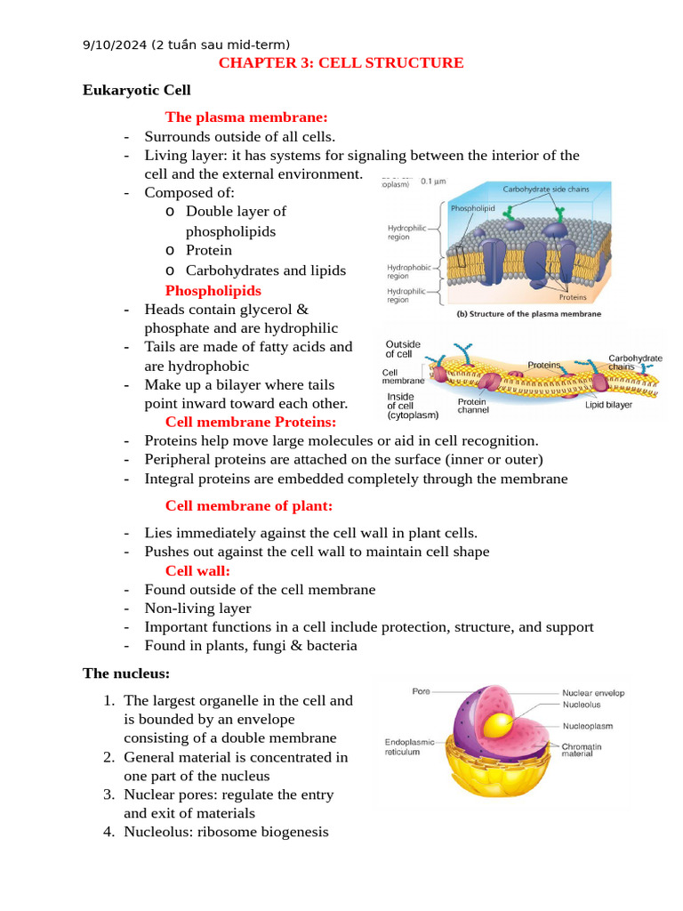 Eukaryotic Cell Structure Overview | PDF | Endoplasmic Reticulum | Cell ...