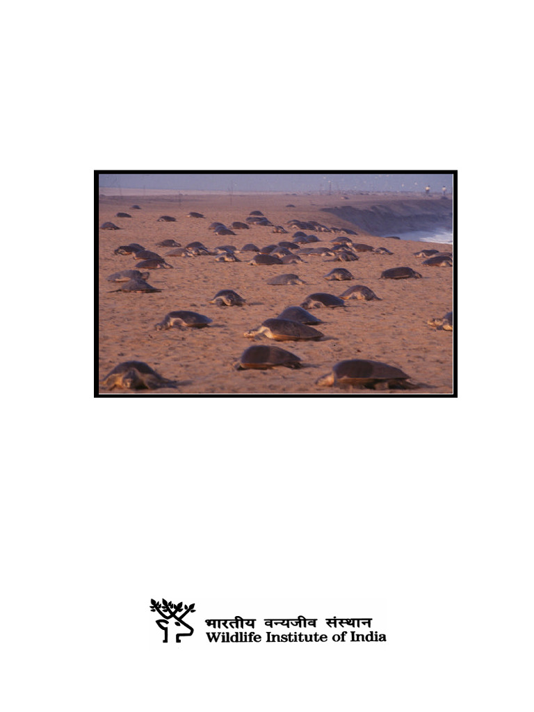 Conservation Olive Ridley Orissa 2000 | PDF | Sea Turtle | Reptile