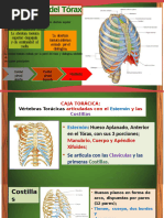 Músculos Del Torso | PDF | Sistema musculoesquelético | Anatomía humana