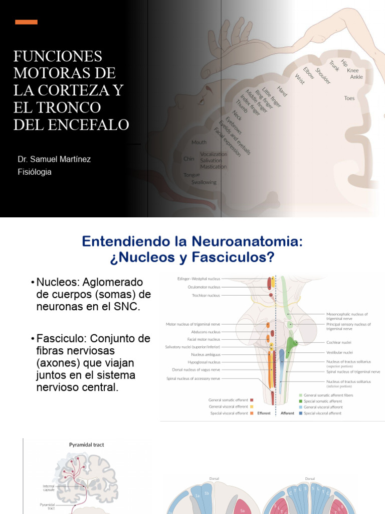 Funciones Motoras del Encefalo y Equilibrio | PDF | Sistema nervioso ...