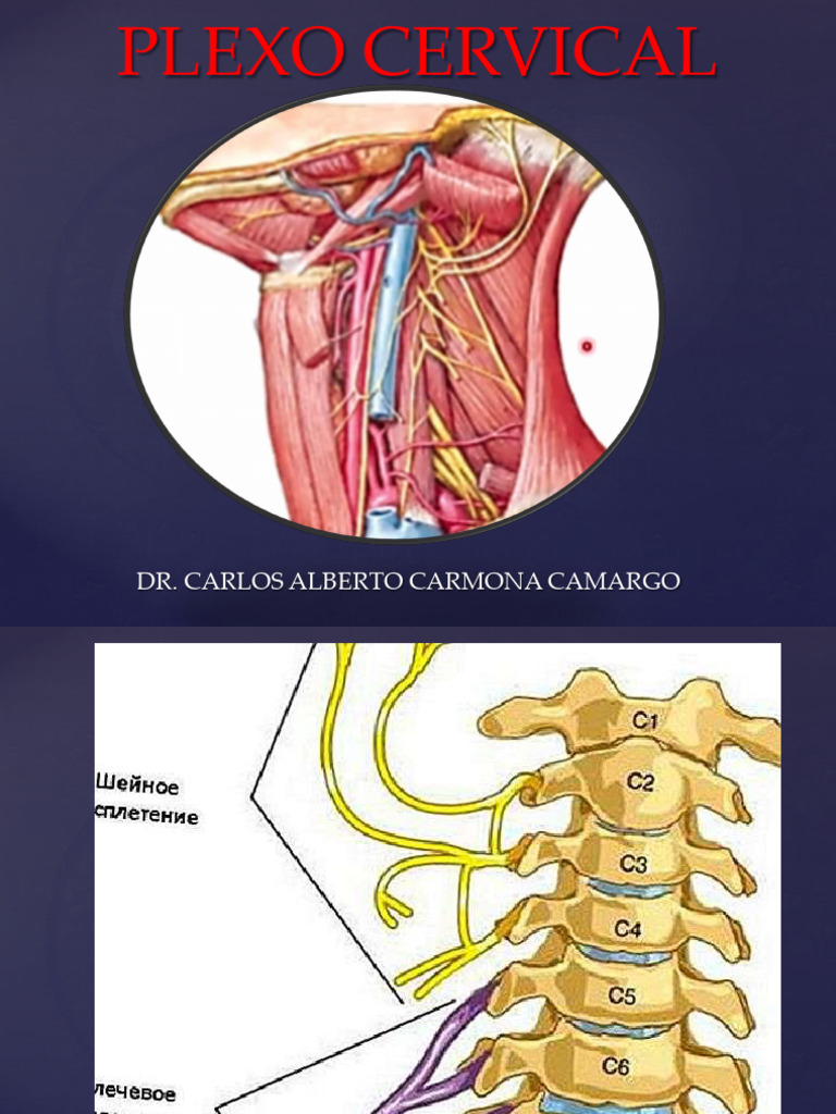 15 Plexo Cervical | PDF