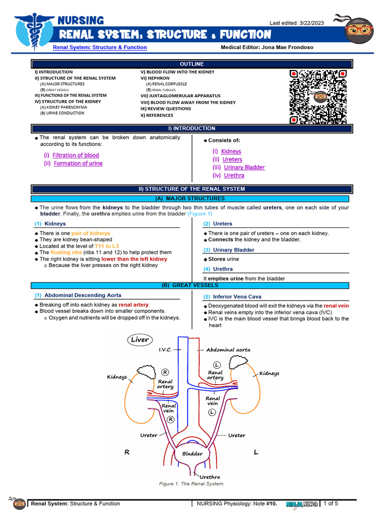 Nursing Physiology - Renal System | PDF | Kidney | Urinary System