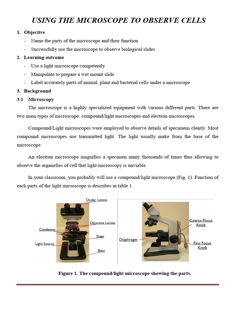 Using The Microscope To Observe Cells - Minh Dai | PDF | Microscope ...