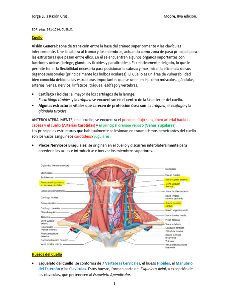 Anatomía y Funciones del Cuello | PDF | Vértebra | Anatomía humana