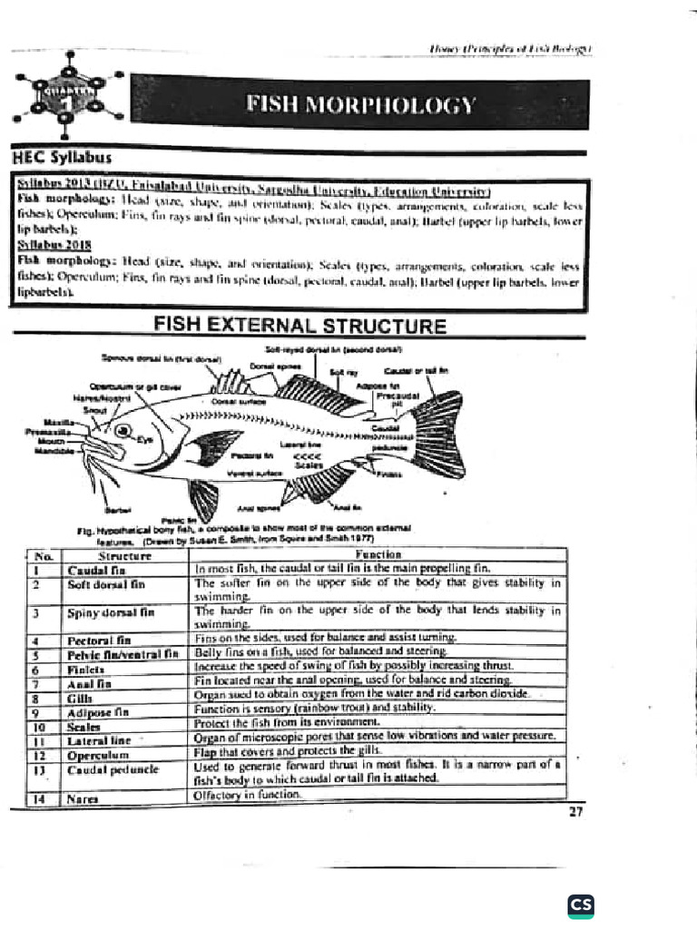 Fish Morphology | PDF