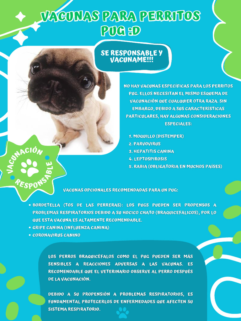 Pug | PDF