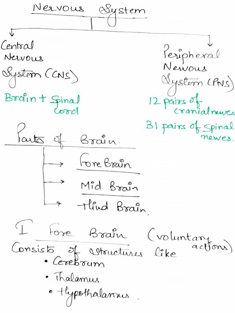 Overview of Brain Structure and Functions | PDF