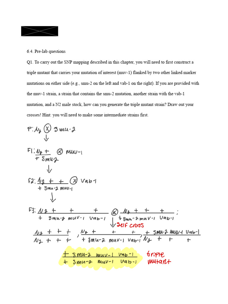 6.4 Pre-Lab Genetics Csusb | PDF | Single Nucleotide Polymorphism ...