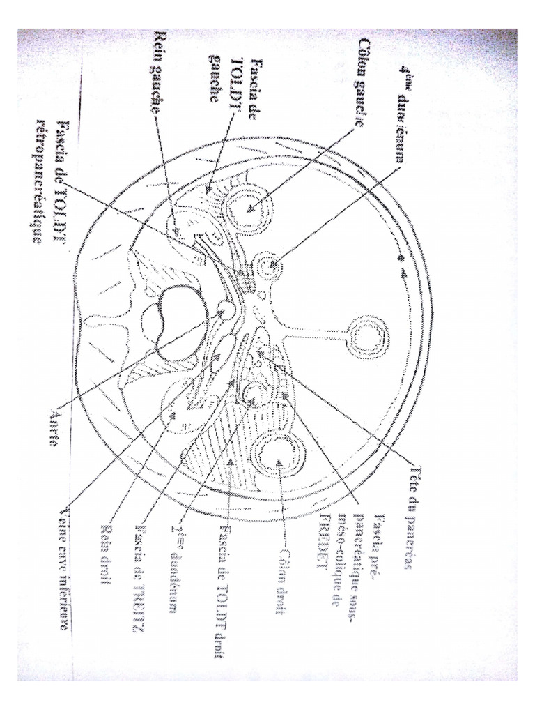 Abdomen Anatomie | PDF
