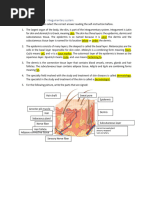 Layers of The Skin Labelling Sheet | PDF