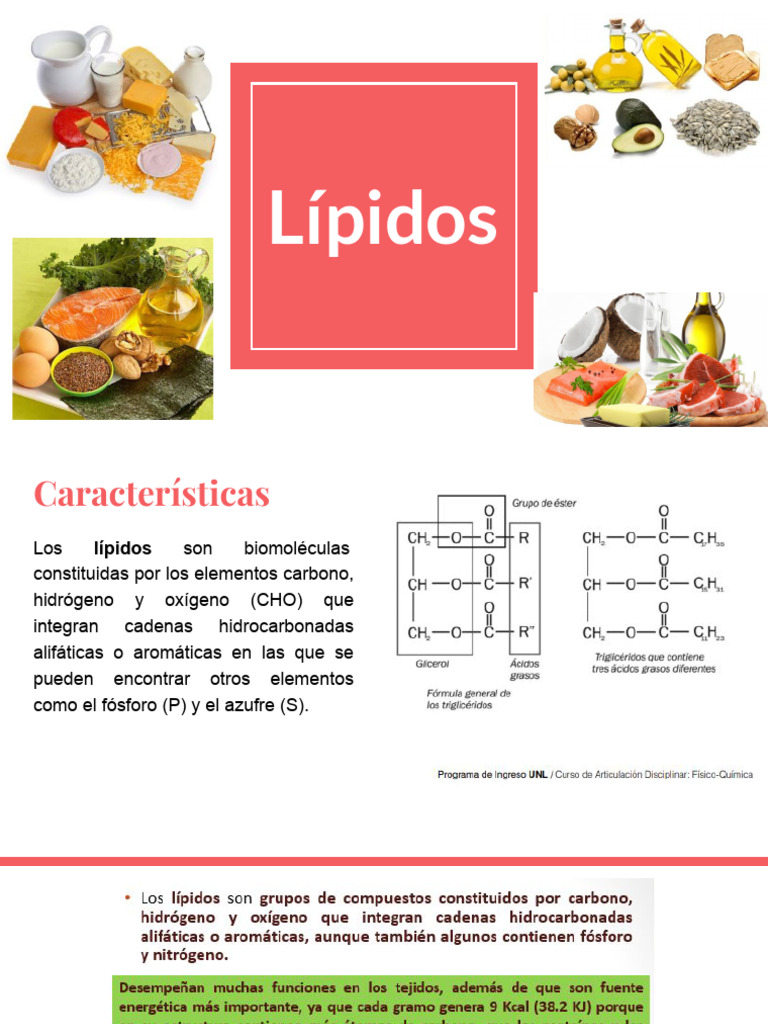 L Pidos | PDF | Lípido | gordo