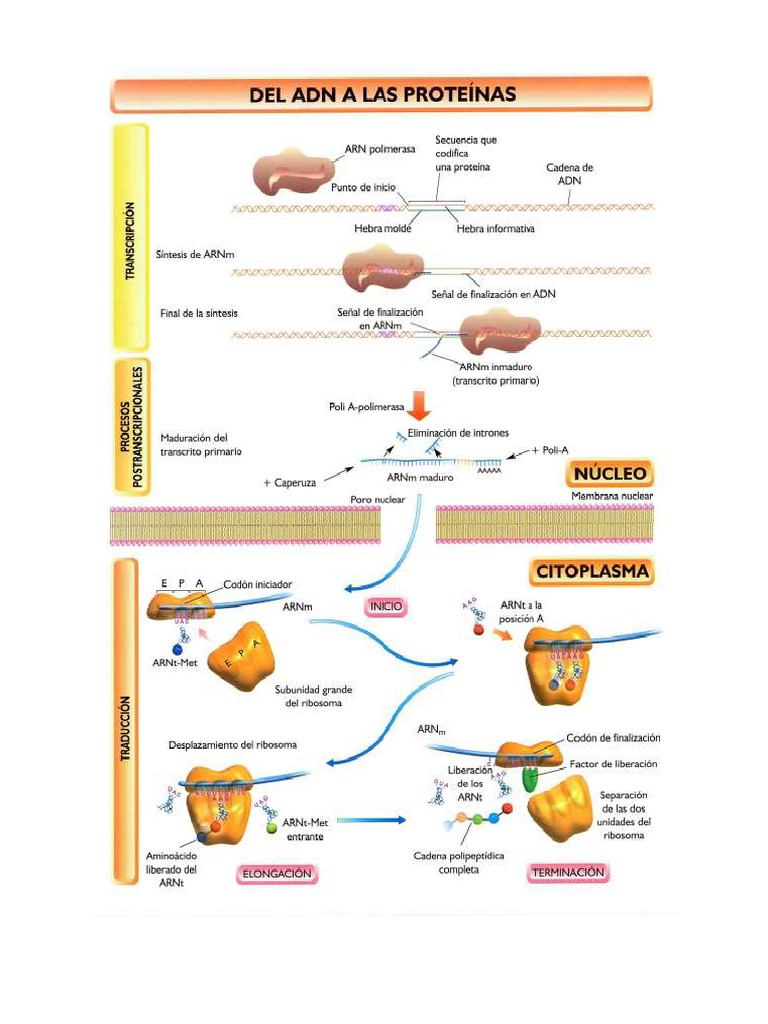 Del ADN a proteinas | PDF