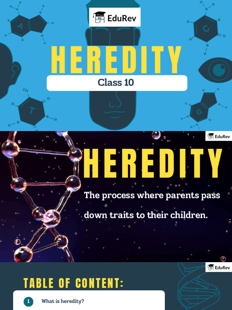 Heredity: Class 10 | PDF | Dominance (Genetics) | Genotype