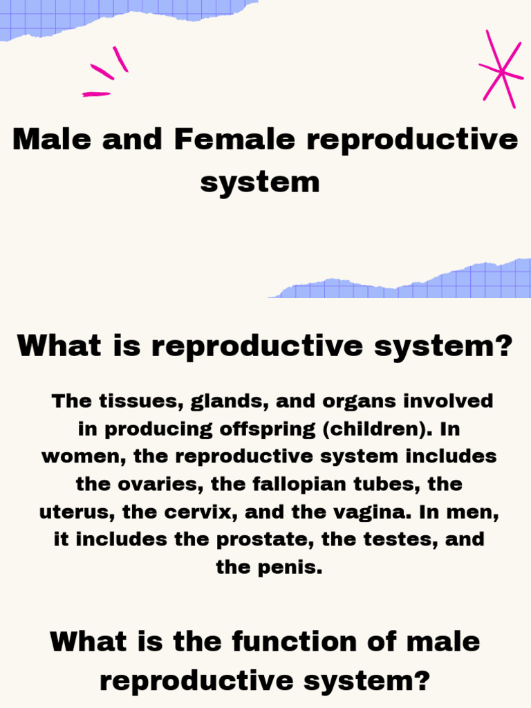 Male Reproductive System Overview | PDF | Reproductive System | Vagina