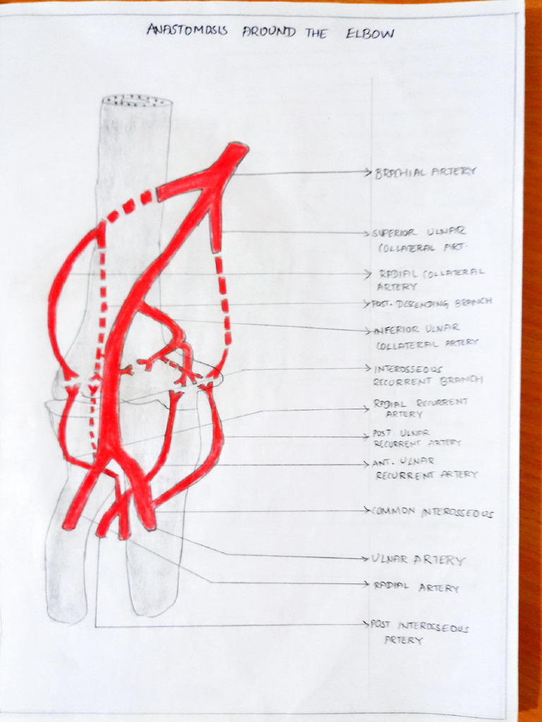 Anatomy Observation Abhinav | PDF