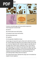 Hookworm Identification Guide | PDF | Microscopy | Microbiology