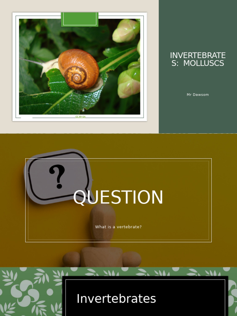 Understanding Molluscs: Invertebrate Basics | PDF