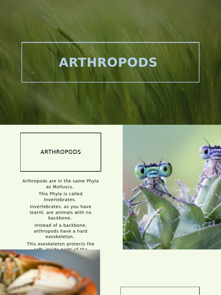 Arthropods Arachnids Insects | PDF | Invertebrate | Insects