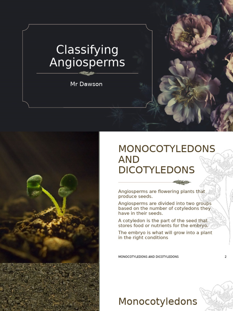 Angiosperm Classification: Monocots vs. Dicots | PDF