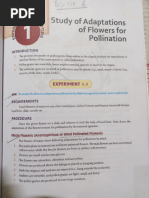 Flower Adaptations for Pollination Study | PDF | Flowers | Pollination