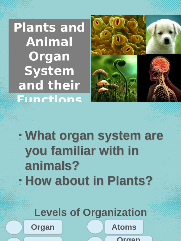 Q1c1l1animalandplantorgansystemsandtheirfunctions2 230216080806 ...