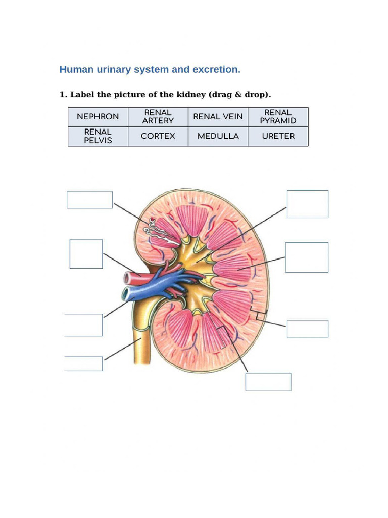 Worksheet Excretory | PDF