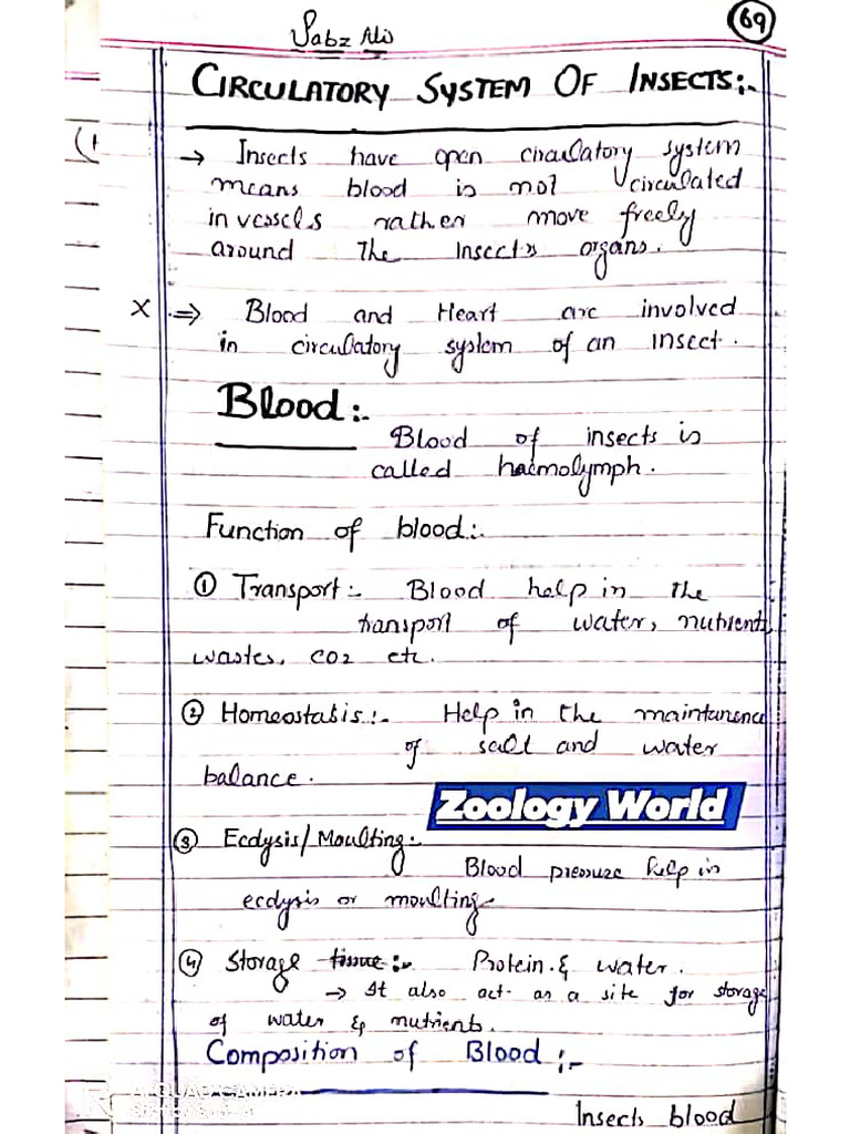 Circulatory System of Insects | PDF