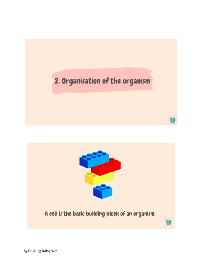 Organization of The Organism With MCQ | PDF