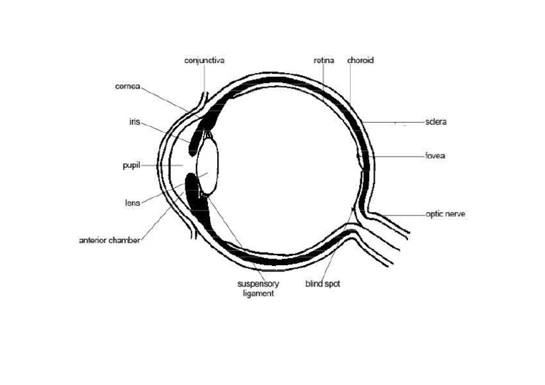 Eye Structure | PDF