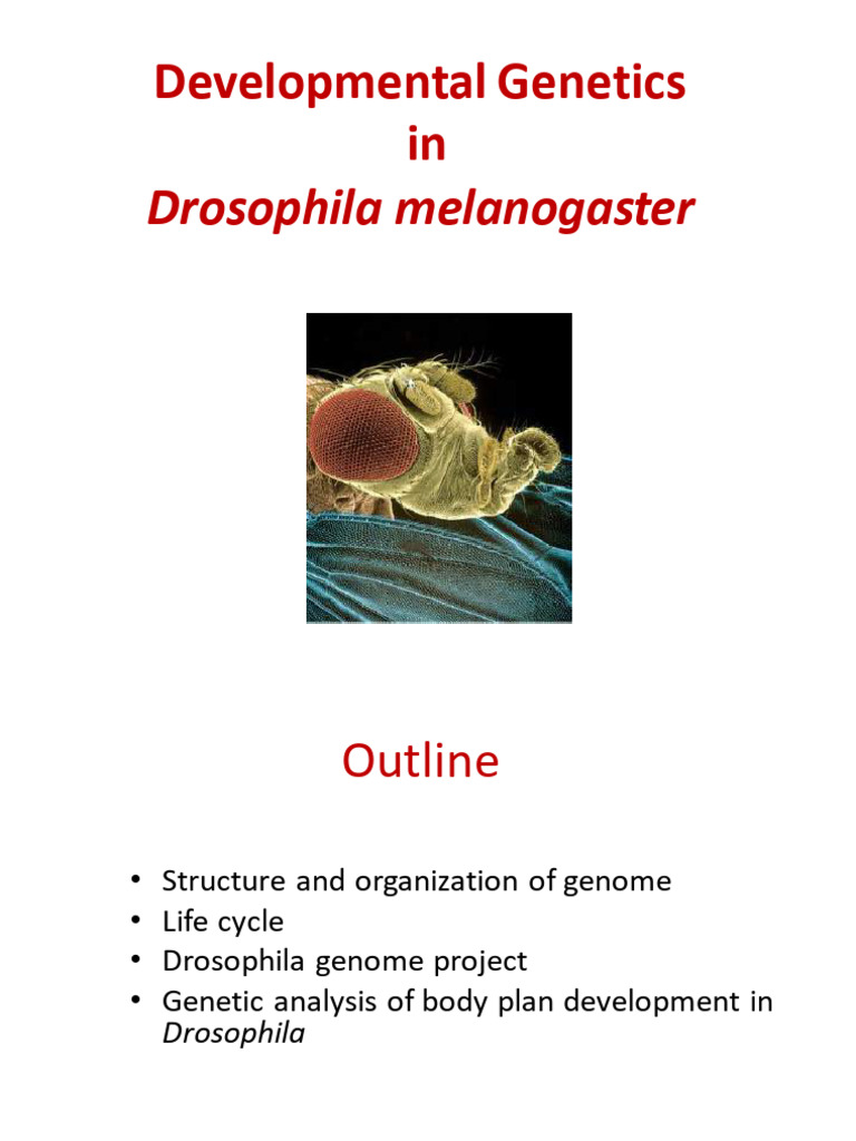 202003291612342405monisha Developmental Genetics | PDF | Gene | Biology