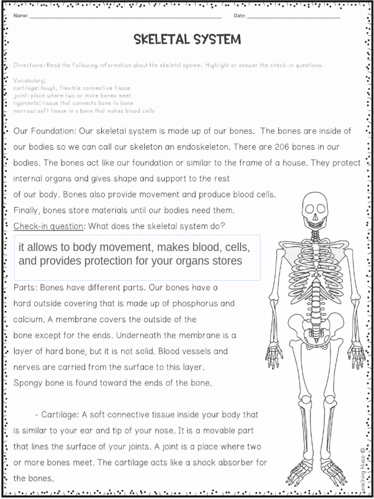 Skeletal System | PDF