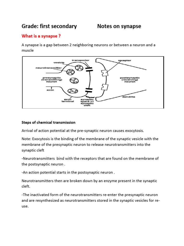 Notes On Synapse | PDF