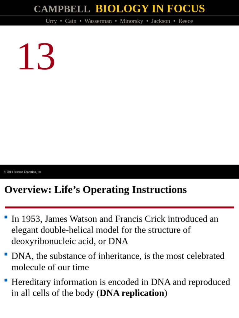 13 Lecture Annotated | PDF | Dna Replication | Primer (Molecular Biology)