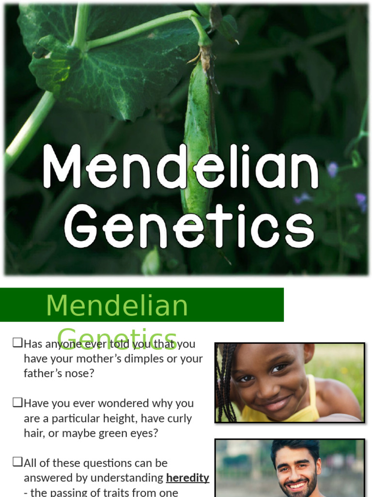 Mendelian Genetics Lesson (STUDENT) | PDF | Genotype | Dominance (Genetics)
