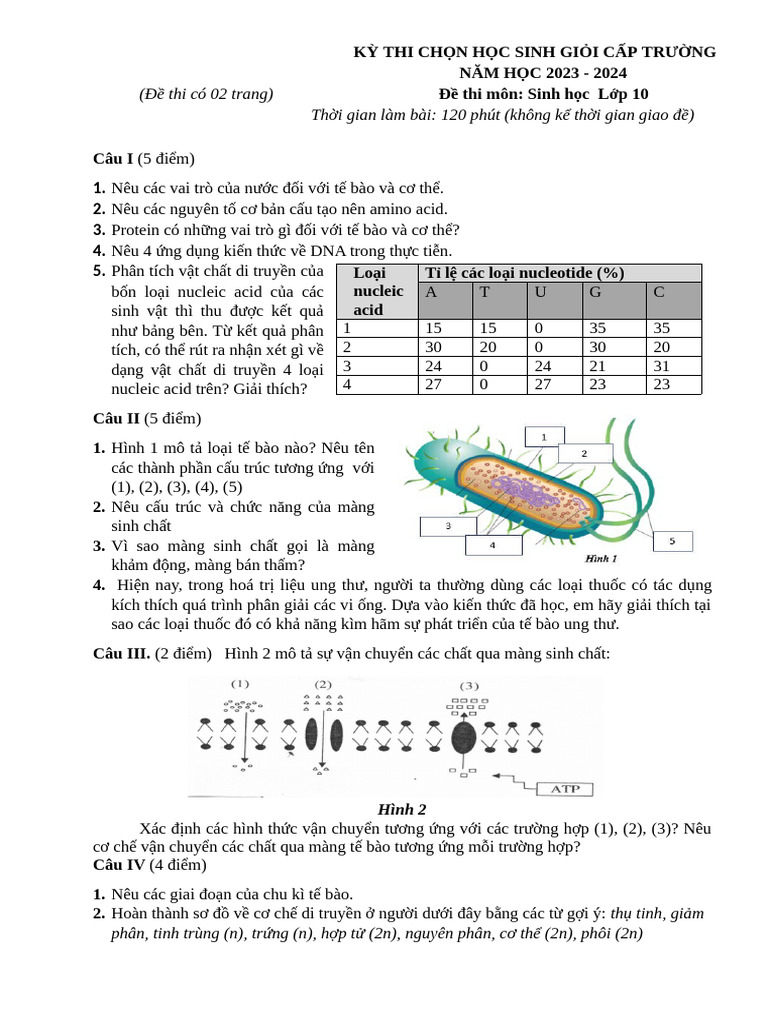 Đề HDC HSG Sinh 10 năm học 2023 -2024 | PDF