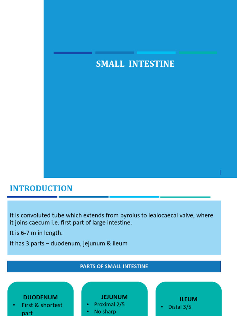 Small Intestine & Large Intestine | PDF | Rectum | Small Intestine