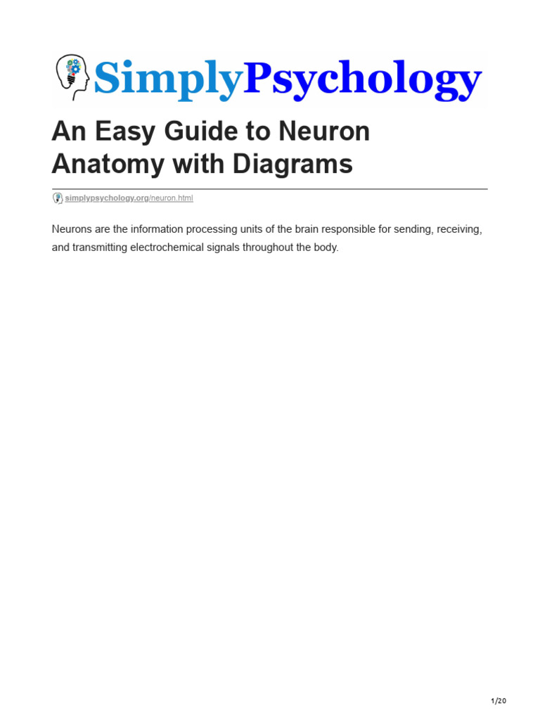 Neuron and Types of Neurons 5th Semester 2nd Chapter | PDF | Neuron | Axon