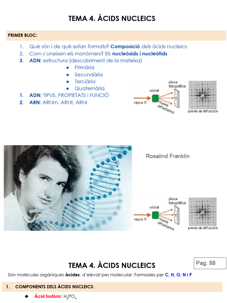 Tema 4. Àcids Nucleics | PDF