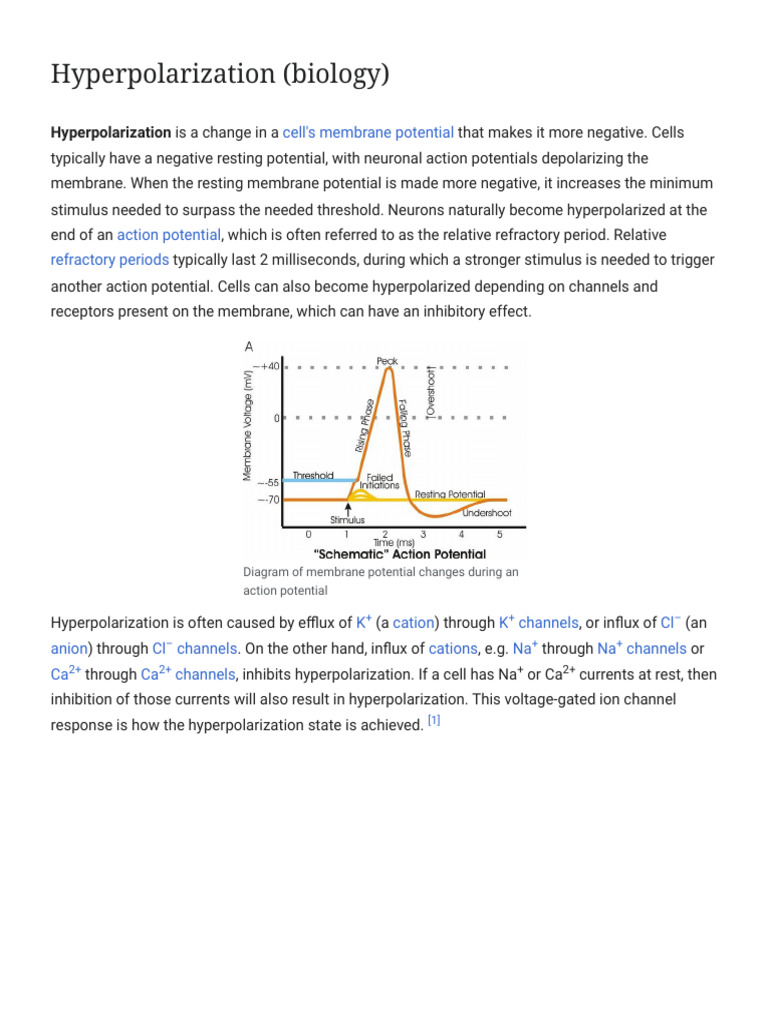 Hyperpolarization (Biology) - Wikipedia | PDF | Action Potential ...