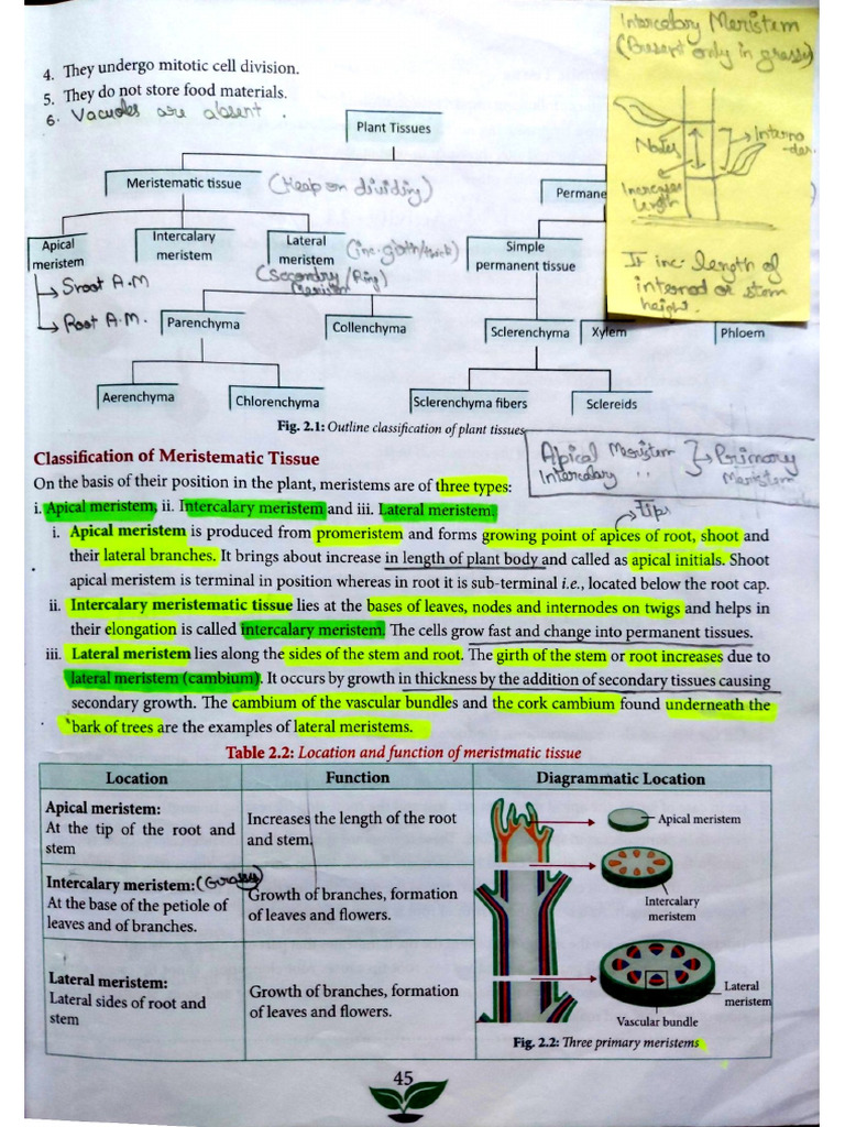 Tissues Abd | PDF