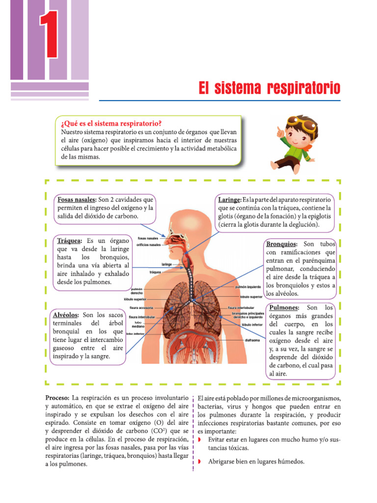 Cta Sistema Resp | PDF