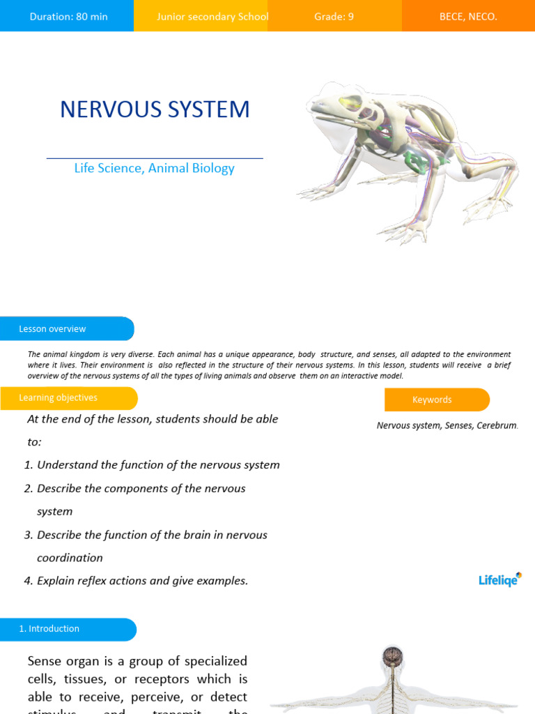 Overview of Animal Nervous Systems | PDF | Brain | Nervous System