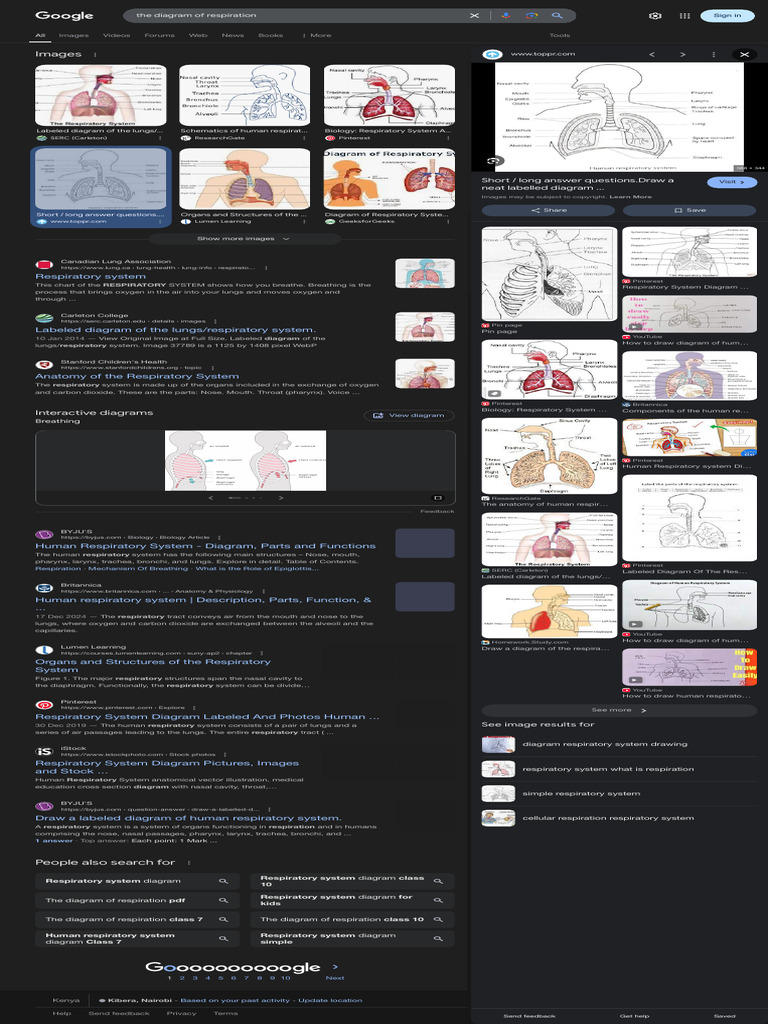 The Diagram of Respiration - Google Search | PDF | Respiratory Tract ...
