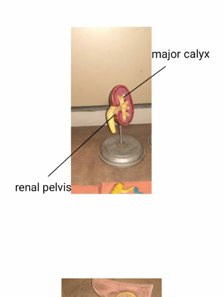 Embryology Models | PDF